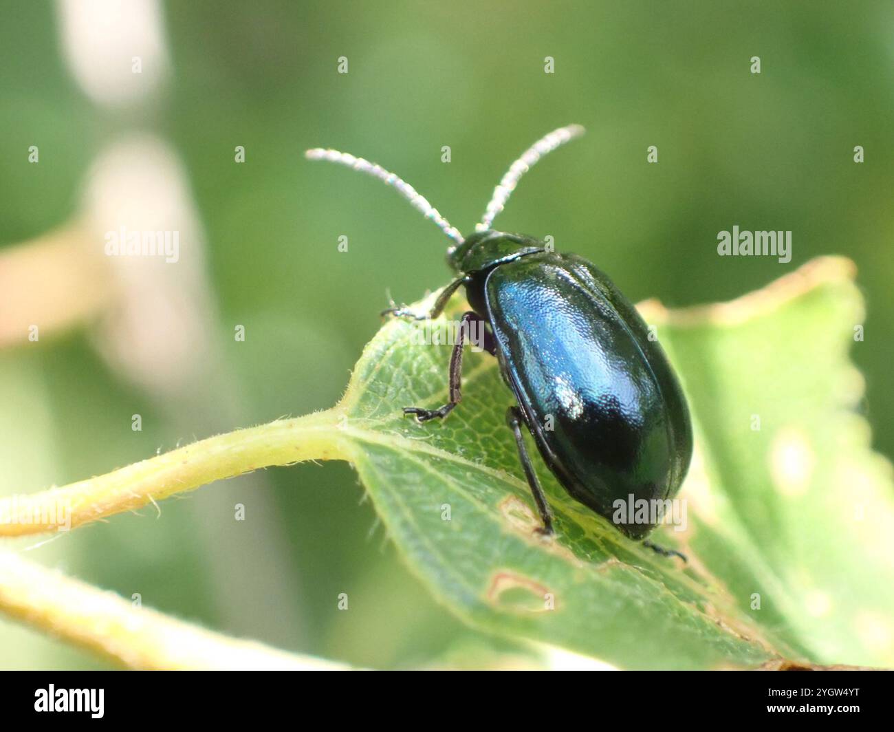 Alder Leaf Beetle (Agelastica alni Stock Photo - Alamy