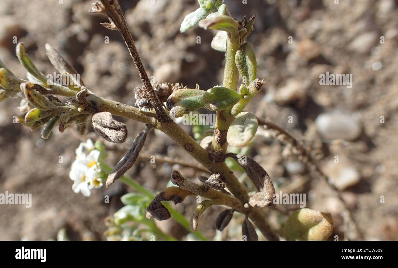Heliotropium curassavicum hi-res stock photography and images - Alamy