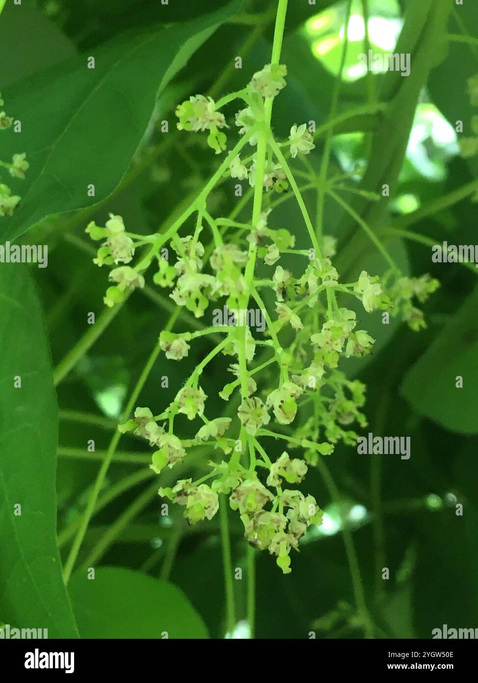 Menispermum canadense hi-res stock photography and images - Alamy