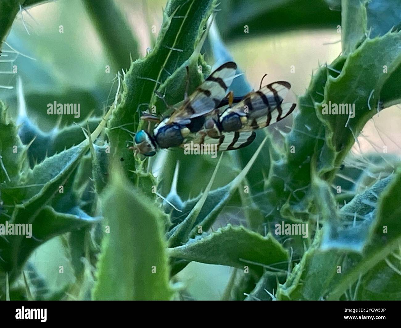 Greater Knapweed Gall Fly (Urophora cuspidata Stock Photo - Alamy