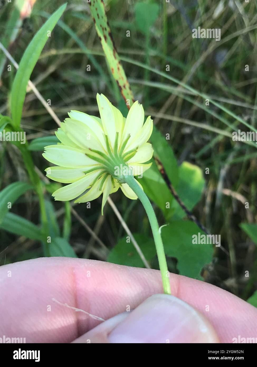 smallflower desert-chicory (Pyrrhopappus pauciflorus Stock Photo - Alamy