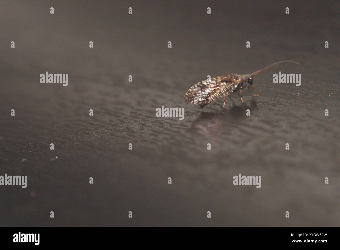 Variegated Brown Lacewing (Micromus variegatus Stock Photo - Alamy