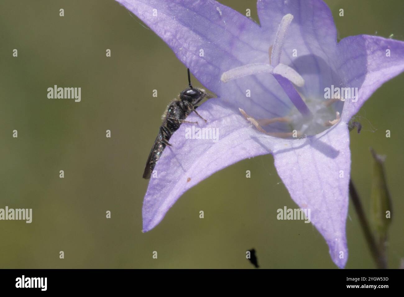 Scissor bees hi-res stock photography and images - Alamy