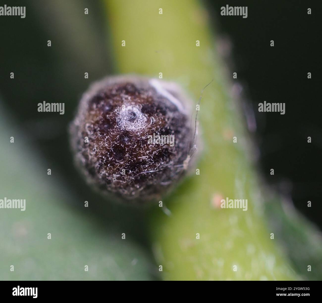 post oak scale (Nanokermes pubescens Stock Photo - Alamy