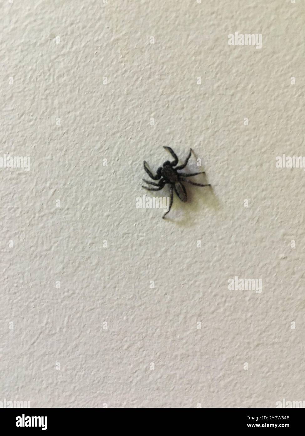 California Flattened Jumping Spider (Platycryptus californicus Stock Photo - Alamy