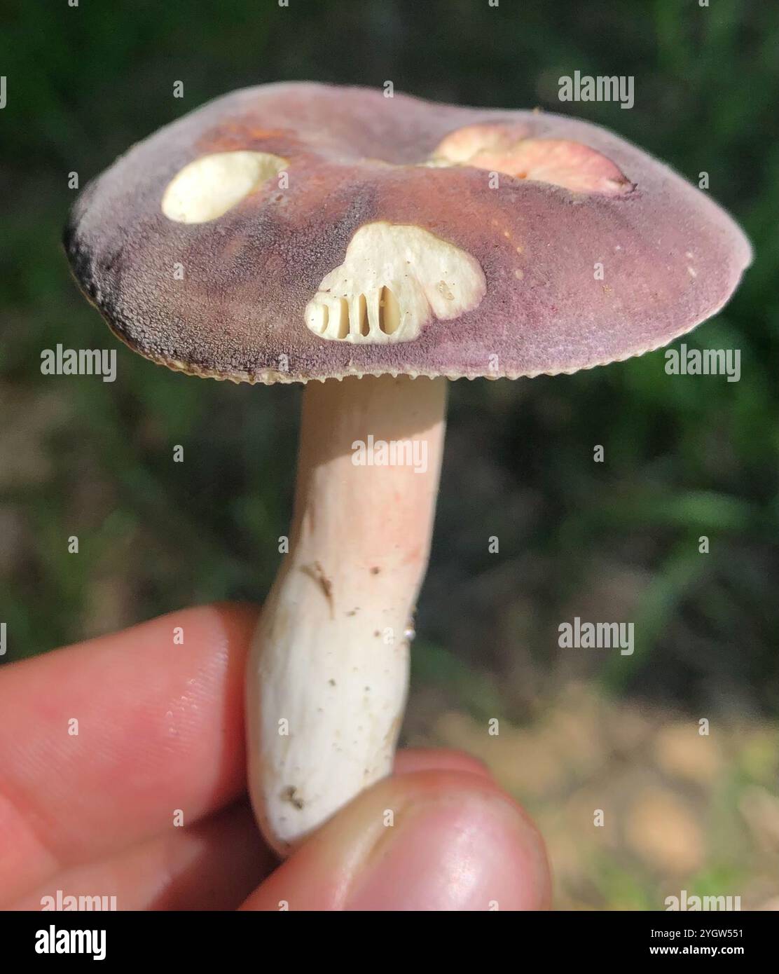 purple-bloom russula (Russula mariae Stock Photo - Alamy