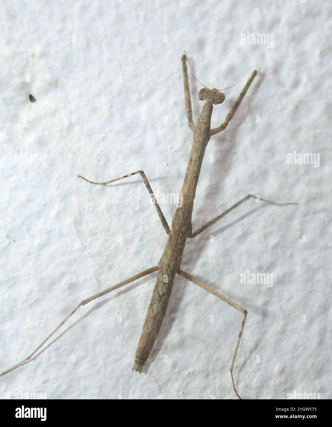 African Stick Mantises (Hoplocorypha Stock Photo - Alamy