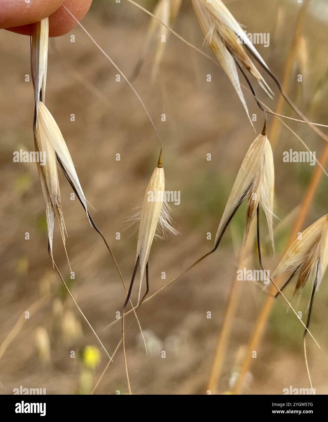 Avena barbata hi-res stock photography and images - Alamy