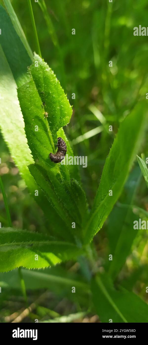 black-punctured leaf beetle (Galeruca tanaceti Stock Photo - Alamy