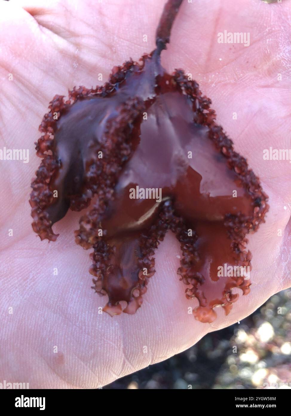 Grape Tongue (Cryptopleura ruprechtiana Stock Photo - Alamy