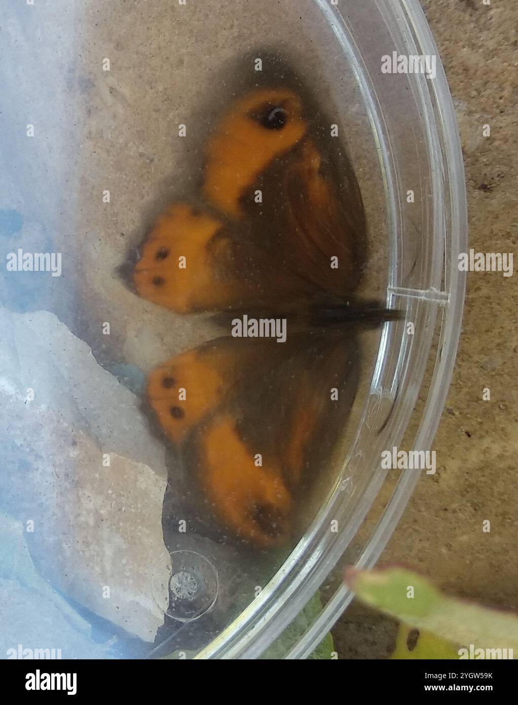 Pyronia bathseba hi-res stock photography and images - Alamy