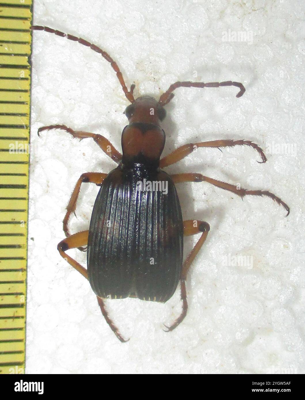 Pheropsophus hi-res stock photography and images - Alamy