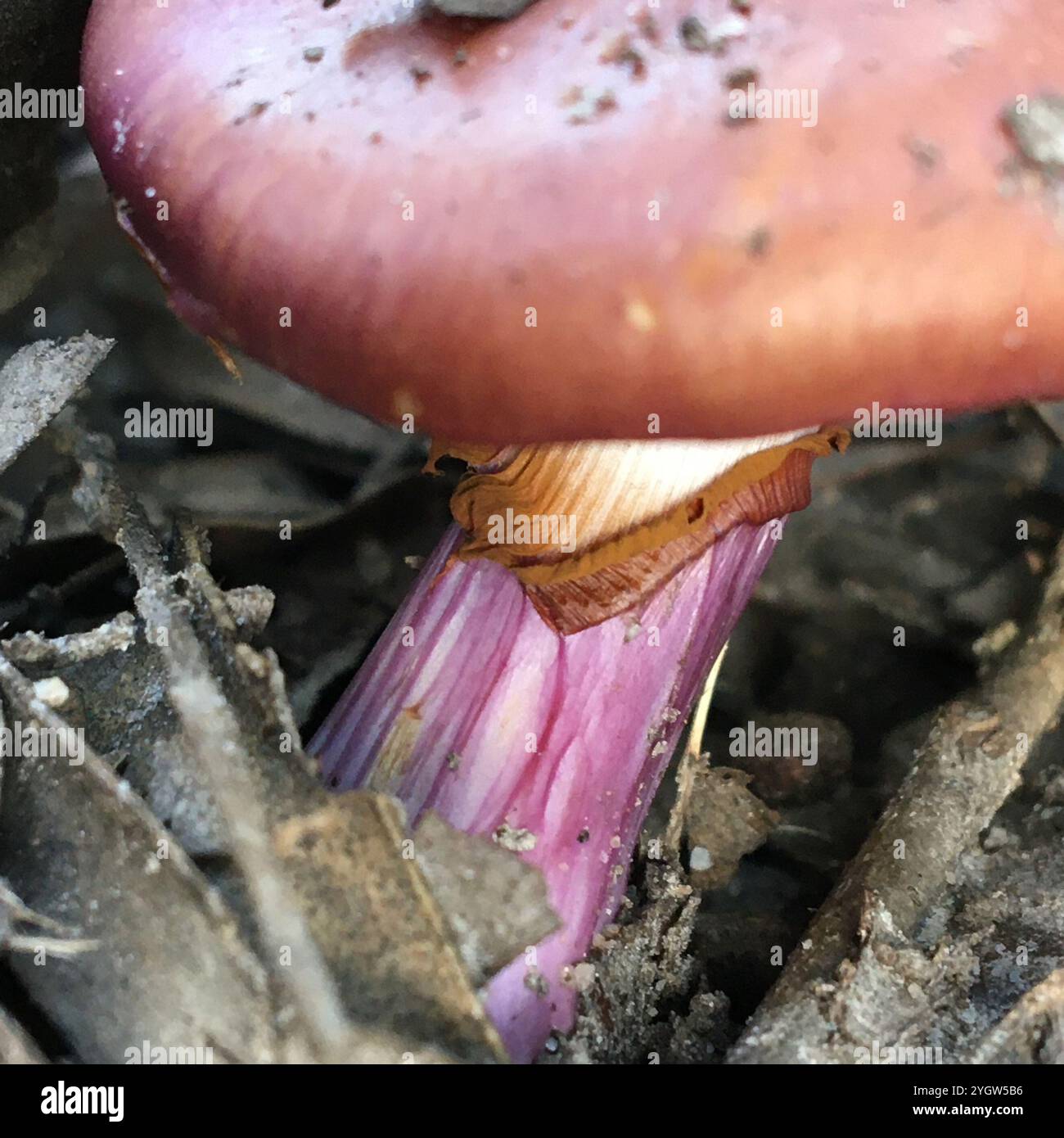 rhubarb bolete (Boletellus obscurecoccineus Stock Photo - Alamy