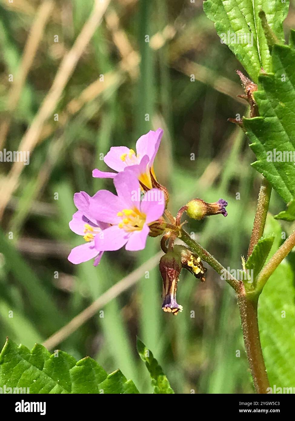 Pyramid Flower (Melochia pyramidata Stock Photo - Alamy