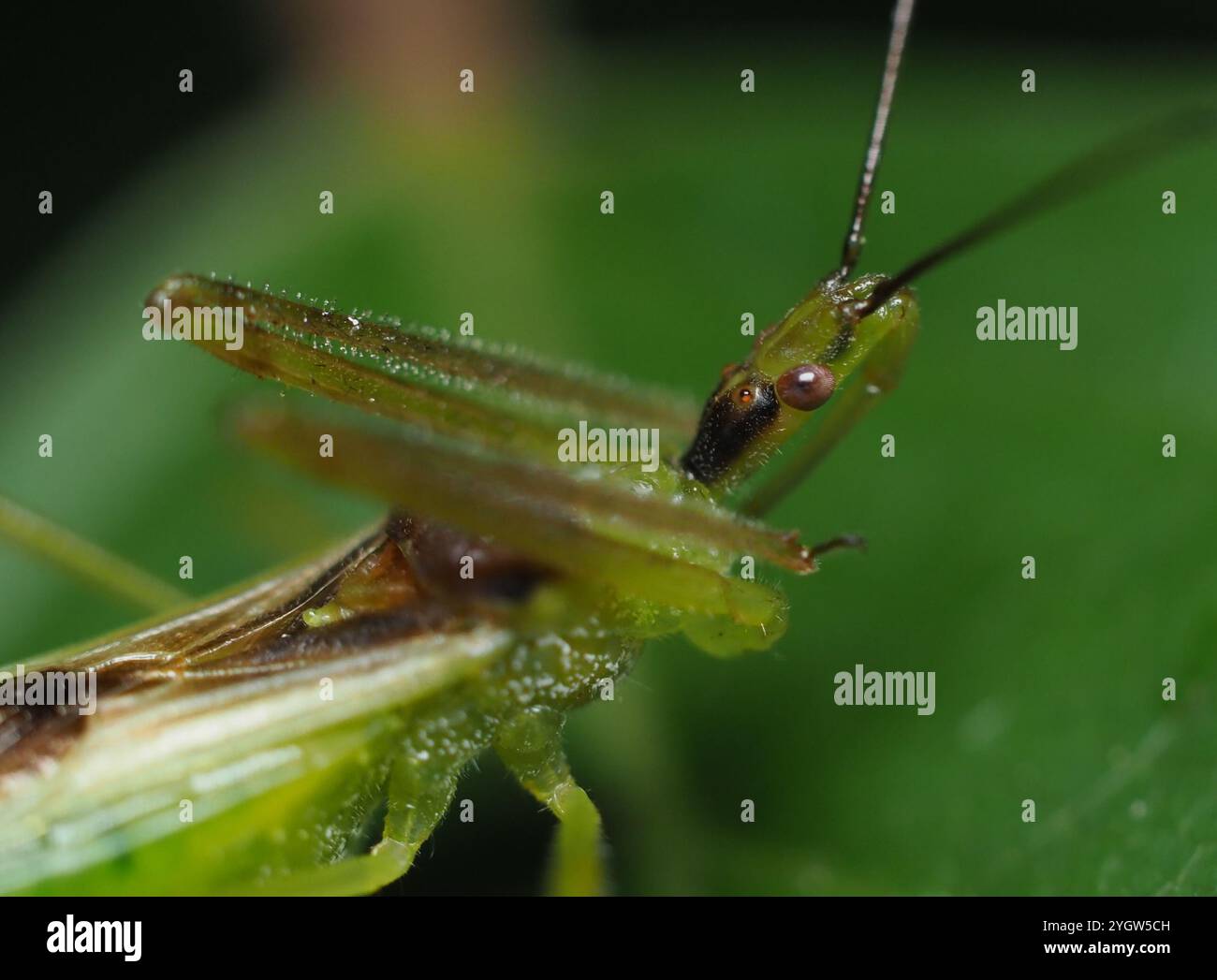 Pale Green Assassin Bug (Zelus luridus Stock Photo - Alamy