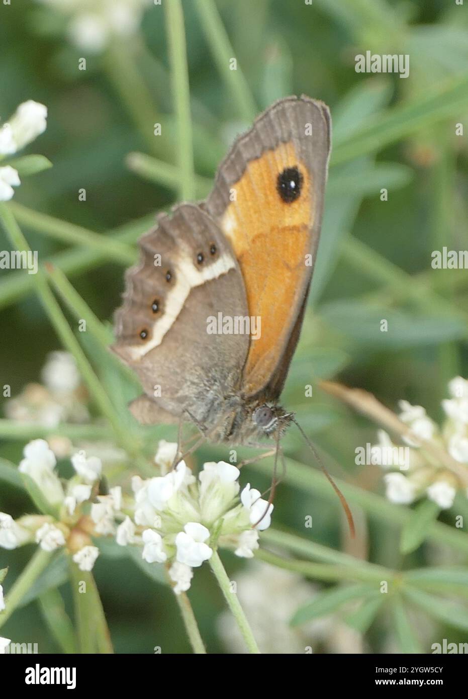 Pyronia bathseba hi-res stock photography and images - Alamy