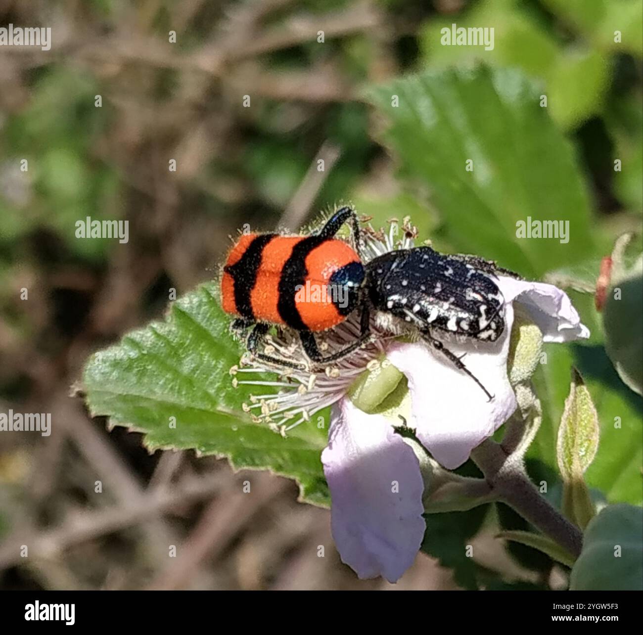Bee-eating Beetle (Trichodes apiarius Stock Photo - Alamy