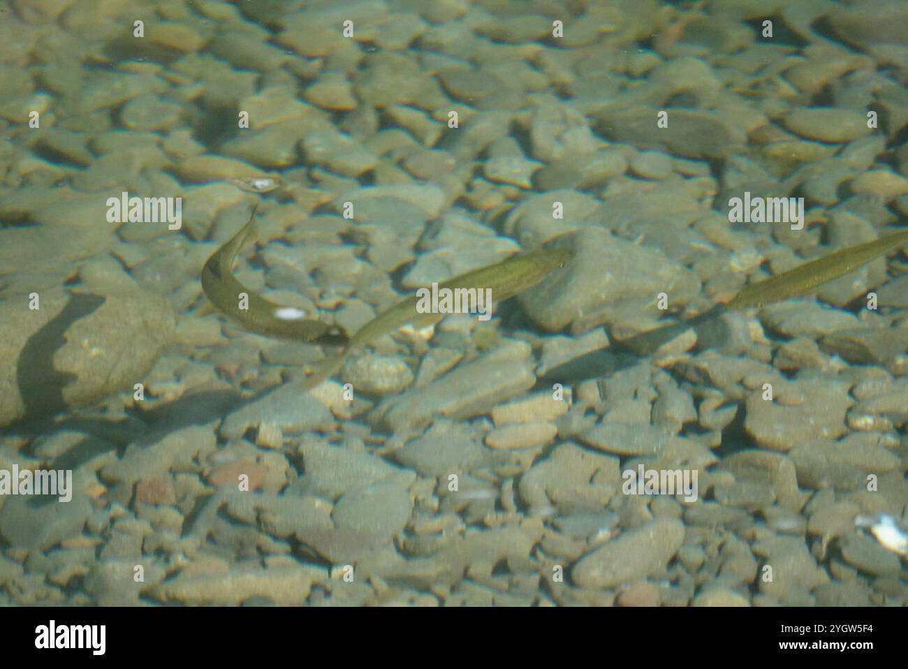 Ray-finned Fishes (Actinopterygii Stock Photo - Alamy