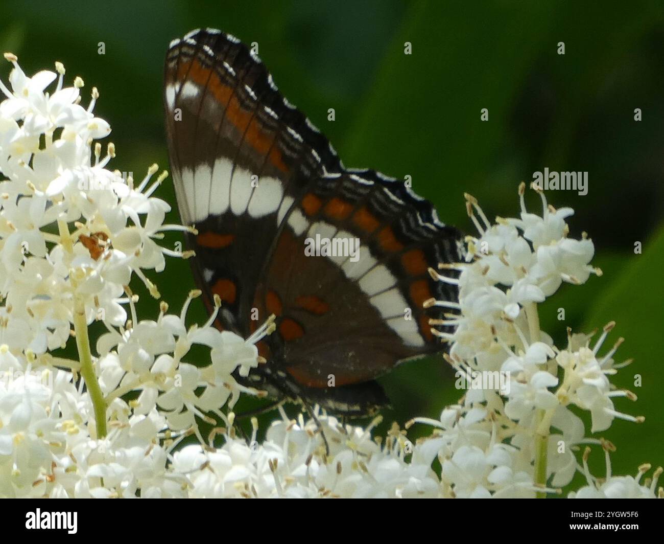 American White Admiral (Limenitis arthemis arthemis Stock Photo - Alamy