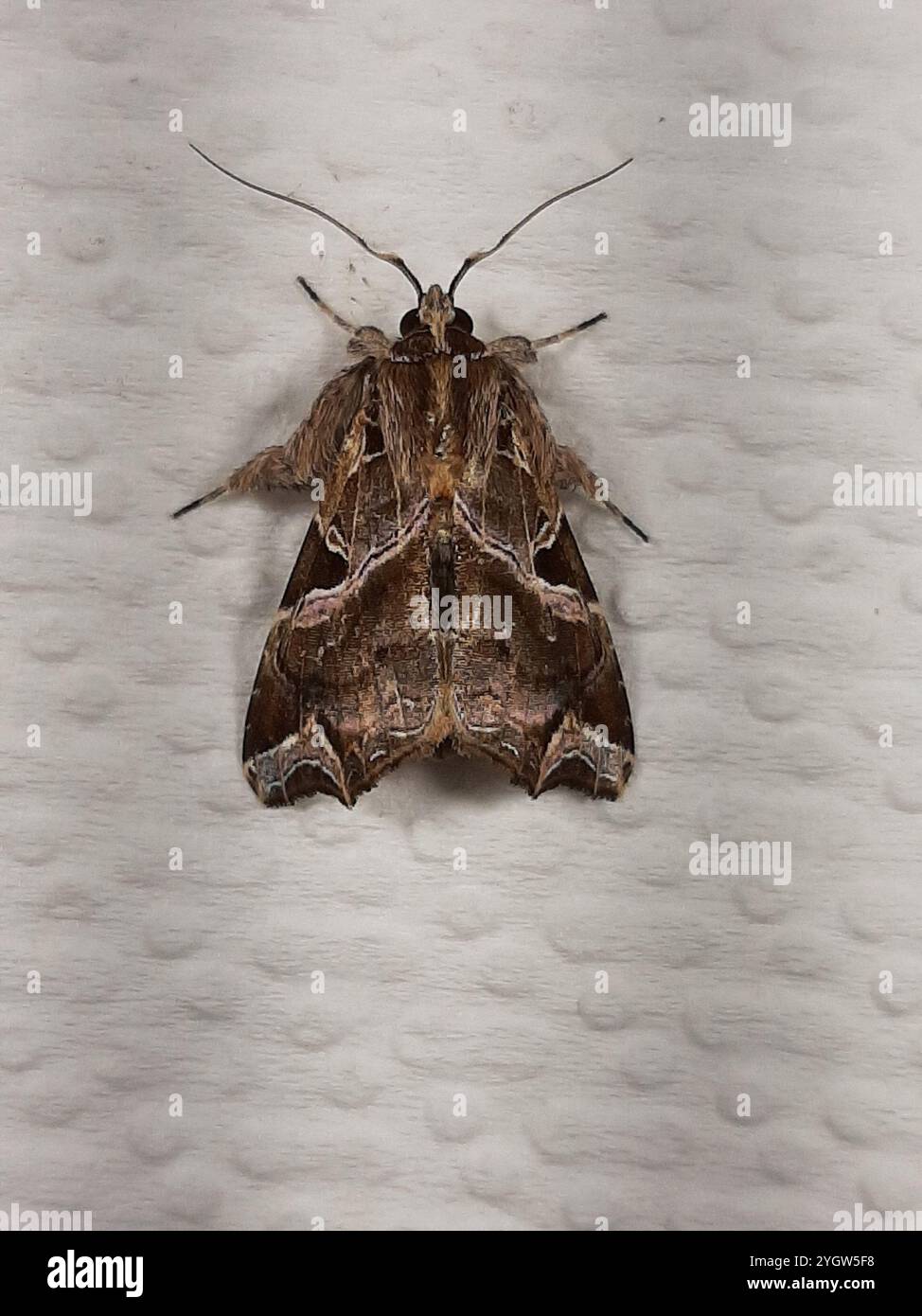 Florida fern moth hi-res stock photography and images - Alamy