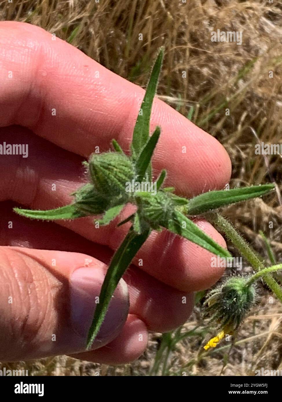 Common Madia (Madia elegans Stock Photo - Alamy