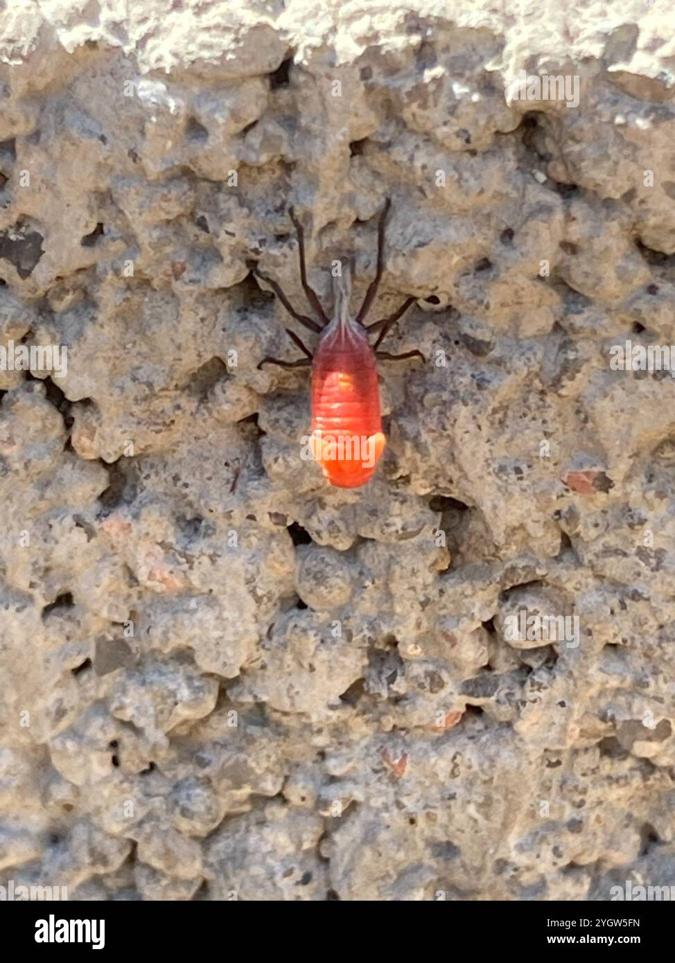 Eastern Boxelder Bug (Boisea trivittata Stock Photo - Alamy
