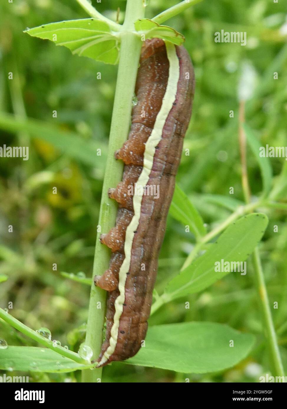 Butterflies and Moths (Lepidoptera Stock Photo - Alamy