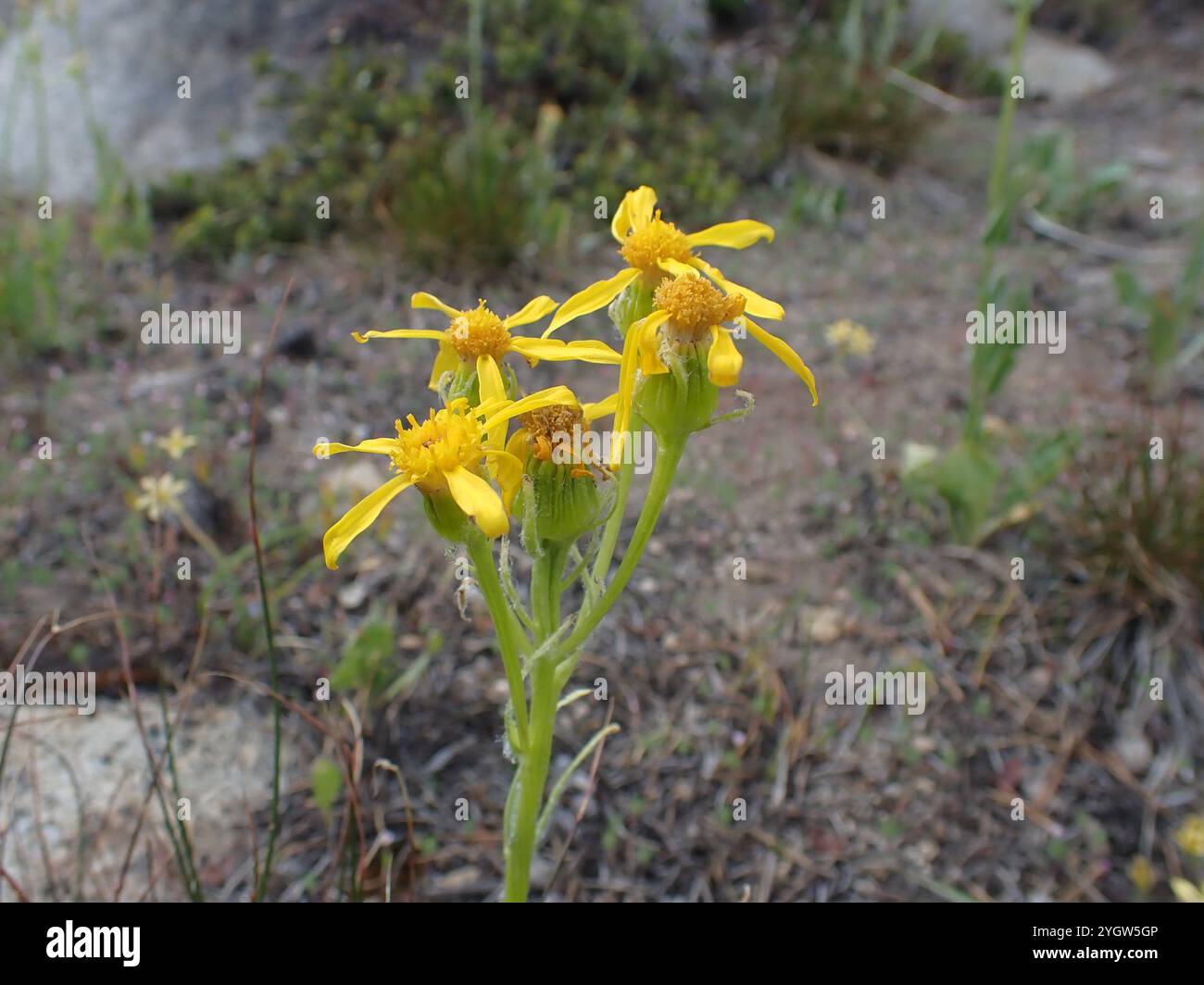 Tall western groundsel hi-res stock photography and images - Alamy