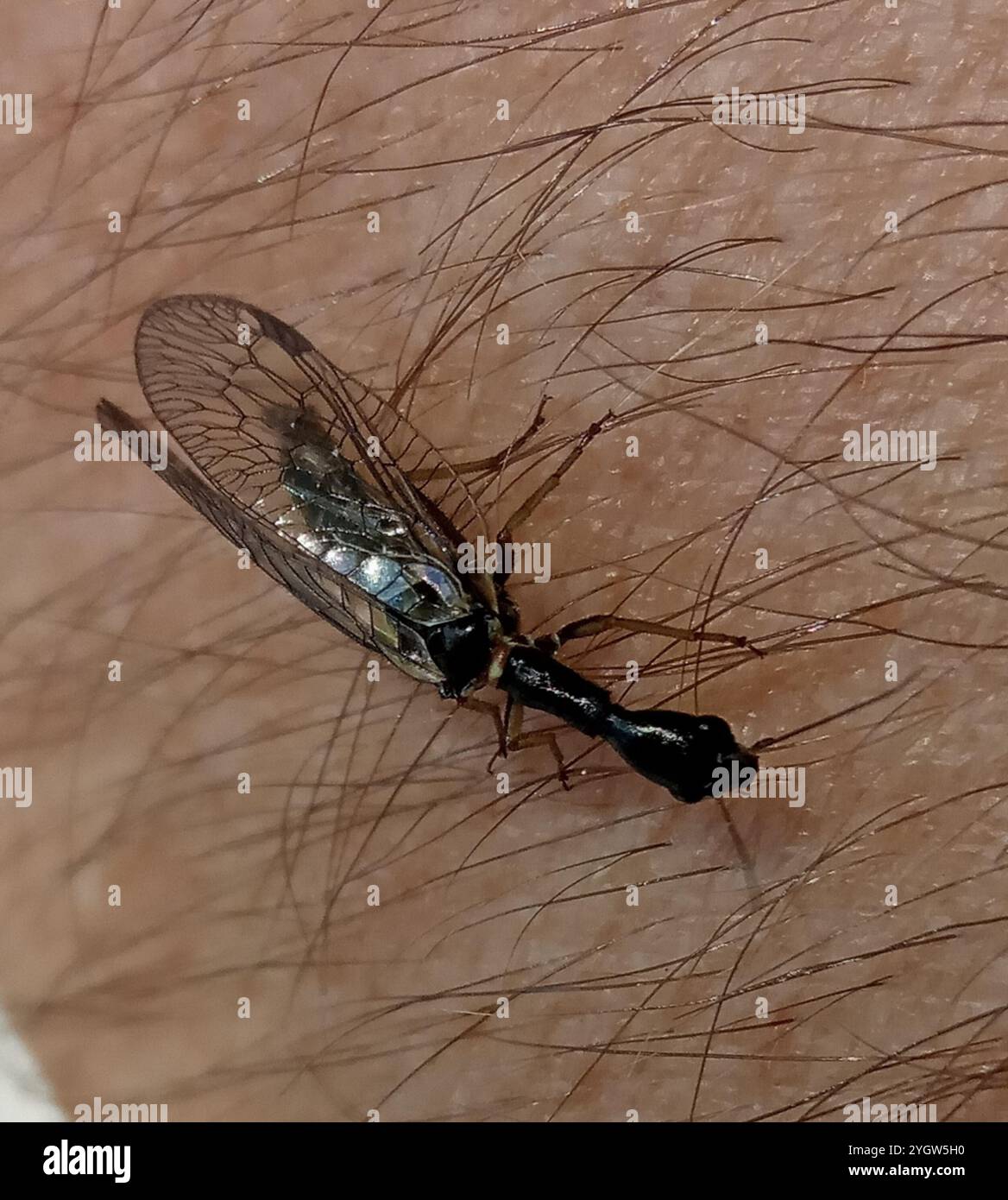 Raphidiid Snakeflies (Raphidiidae Stock Photo - Alamy