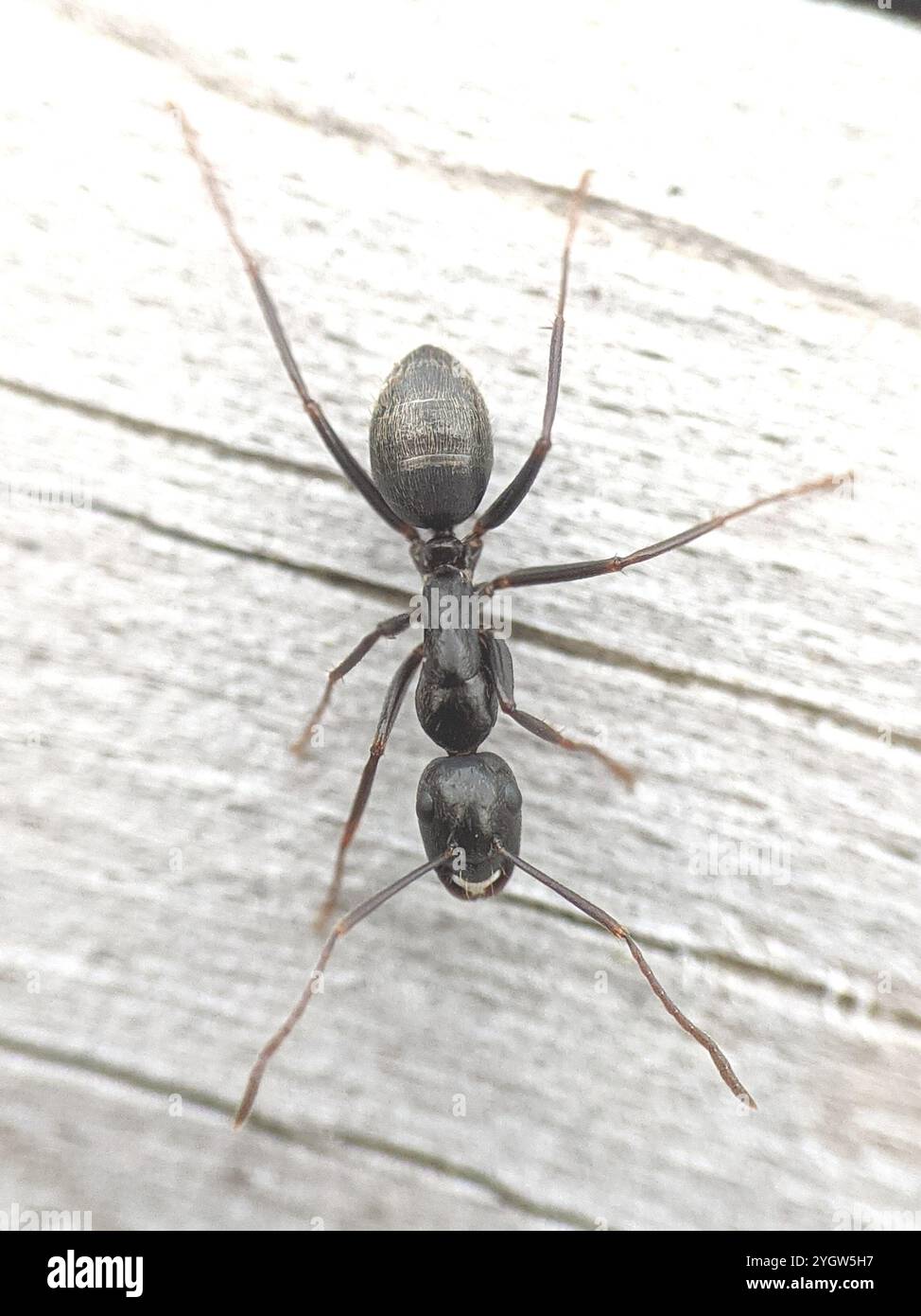 Eastern Black Carpenter Ant (Camponotus pennsylvanicus Stock Photo - Alamy