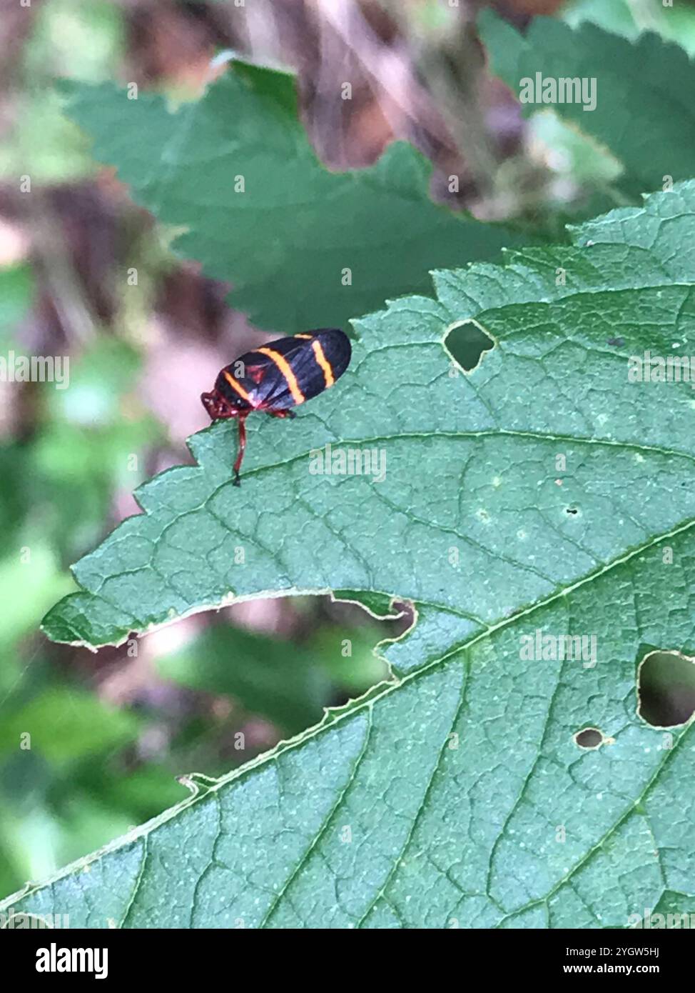 Two-lined Spittlebug (Prosapia bicincta Stock Photo - Alamy