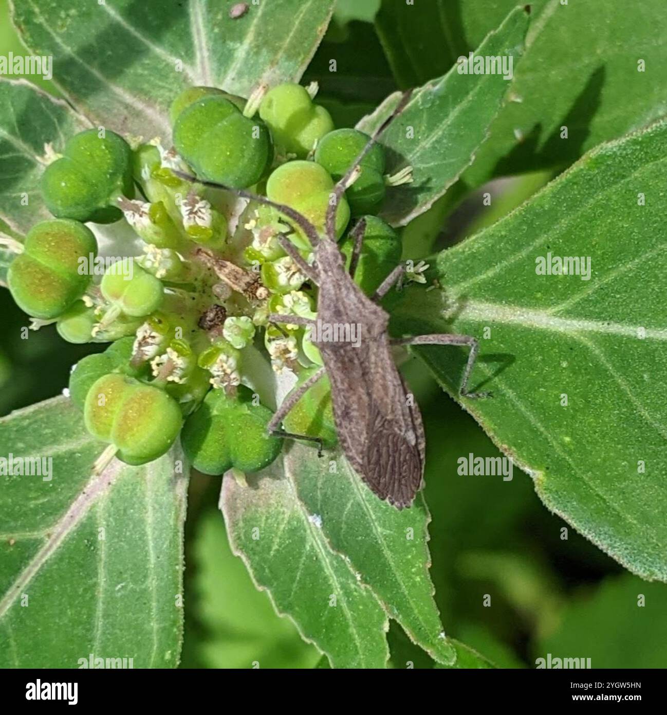 Euphorbia Bug (Chariesterus antennator Stock Photo - Alamy