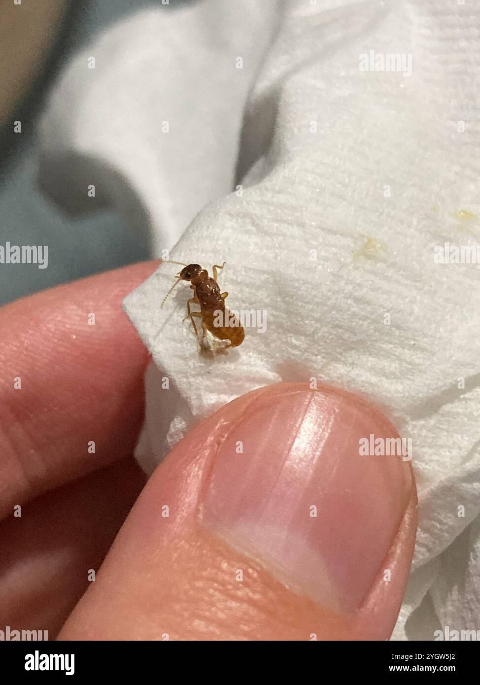 Formosan subterranean termite (Coptotermes formosanus Stock Photo - Alamy