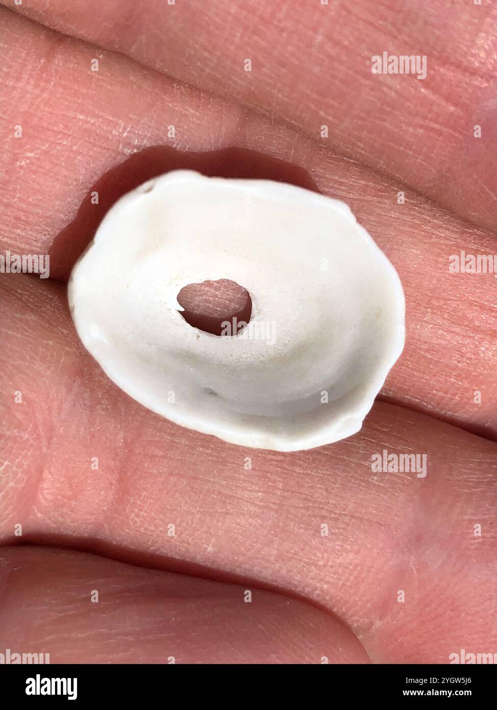 Rough keyhole limpet hi-res stock photography and images - Alamy