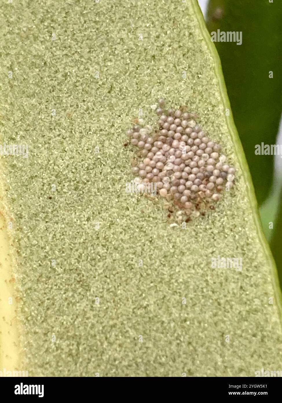 True Bugs, Hoppers, Aphids, and allies (Hemiptera Stock Photo - Alamy