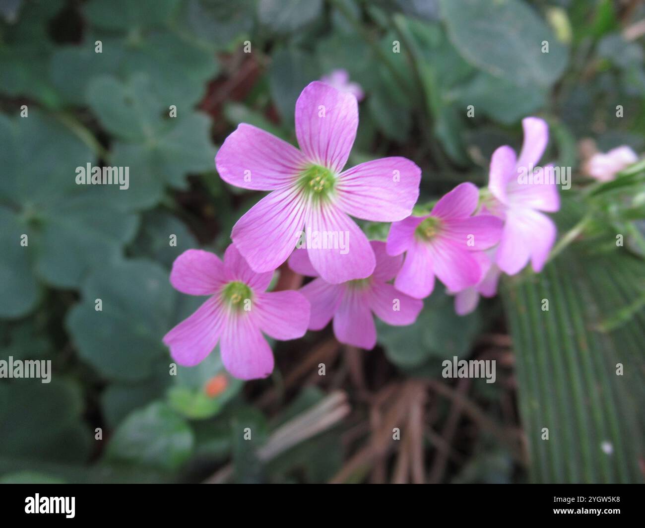 Largeflower pink-sorrel (Oxalis debilis Stock Photo - Alamy