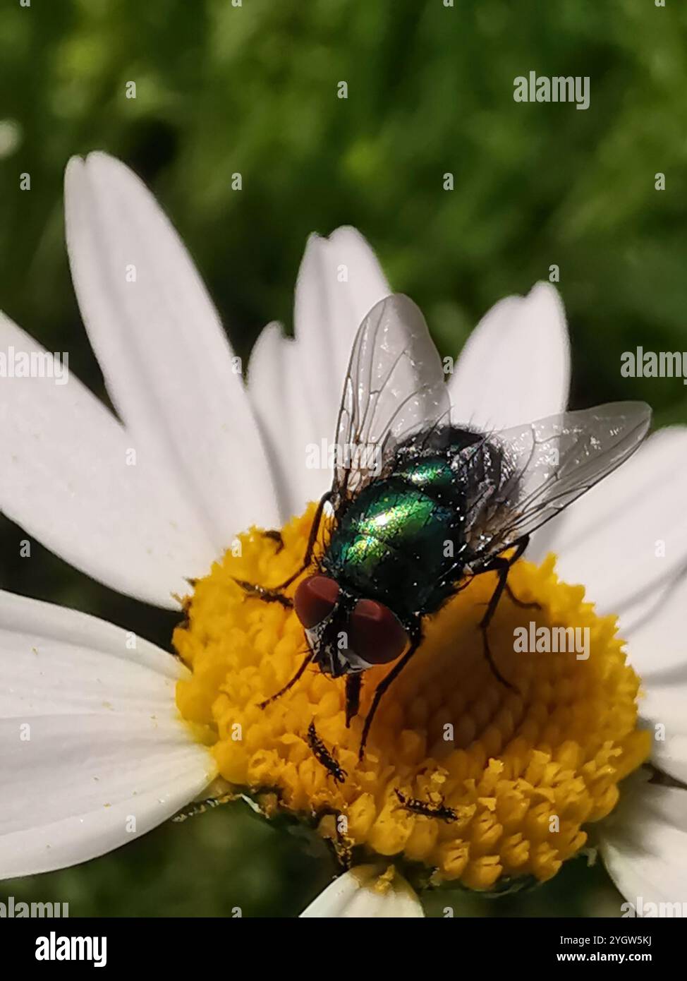 Greenbottle Flies (Lucilia Stock Photo - Alamy