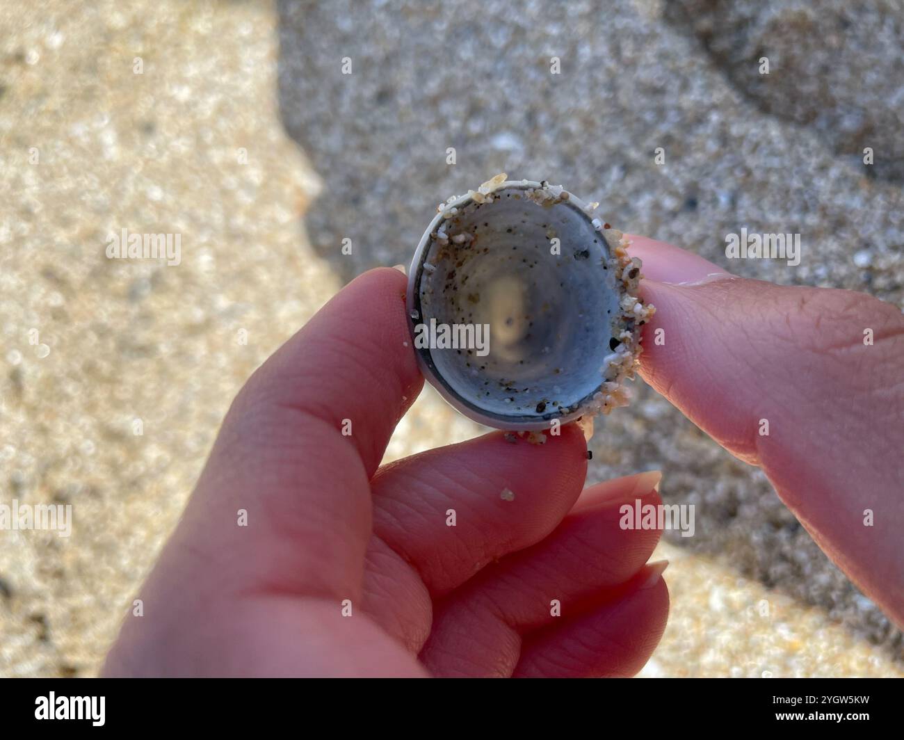 Whitecap Limpet (Acmaea mitra Stock Photo - Alamy