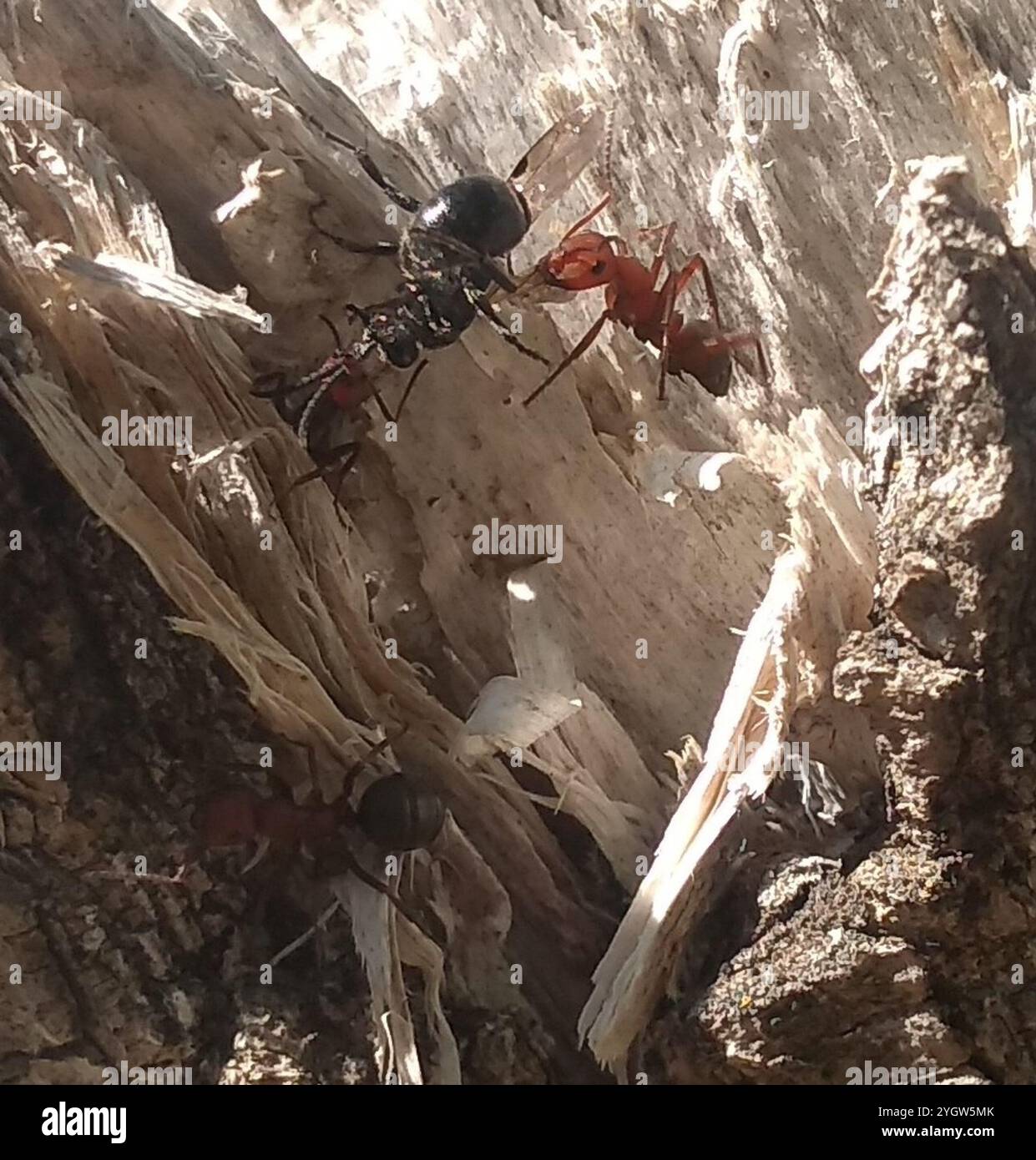 Wood, Mound, and Field Ants (Formica Stock Photo - Alamy
