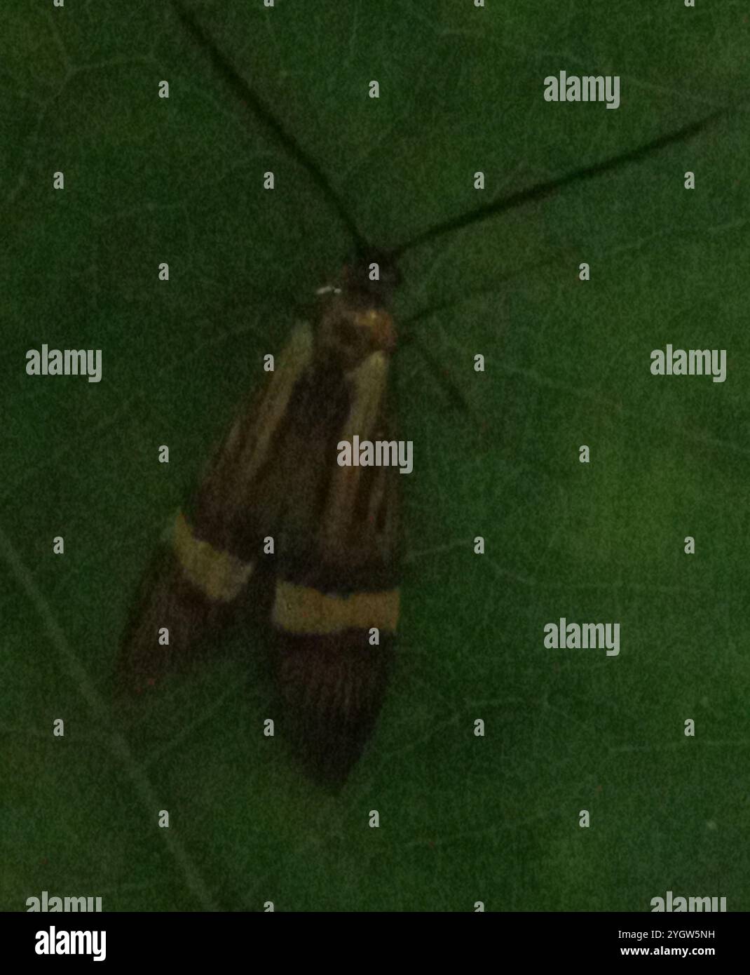 Yellow-barred Longhorn (Nemophora degeerella Stock Photo - Alamy