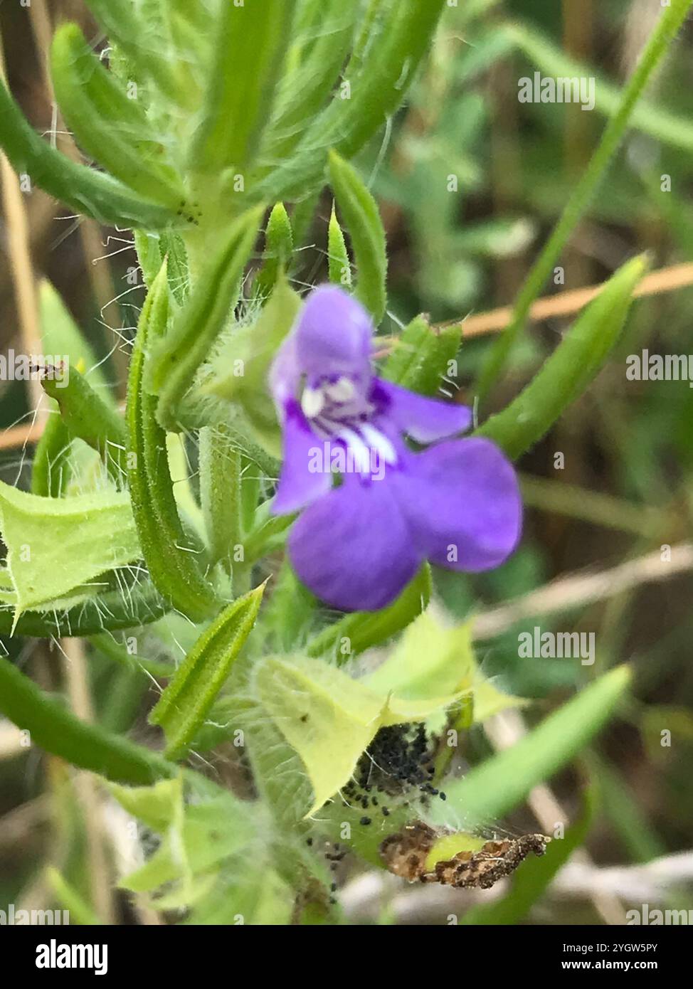 Texas Sage (Salvia texana Stock Photo - Alamy