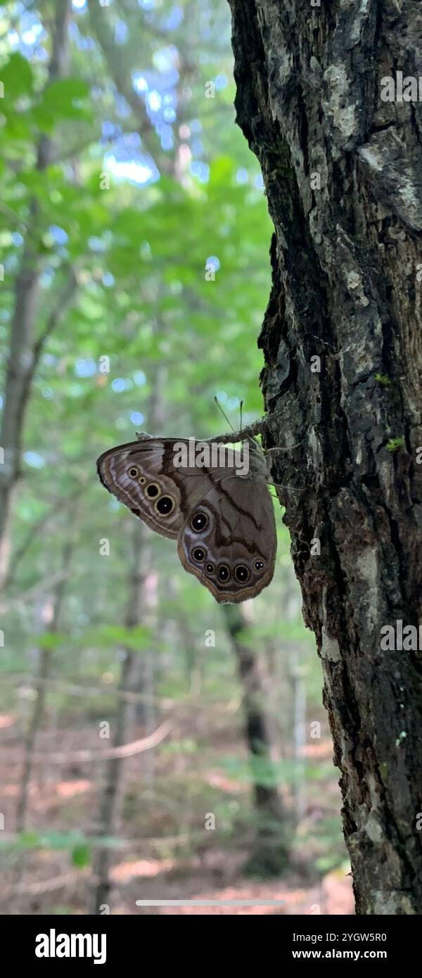 Northern Pearly-eye (Lethe anthedon Stock Photo - Alamy