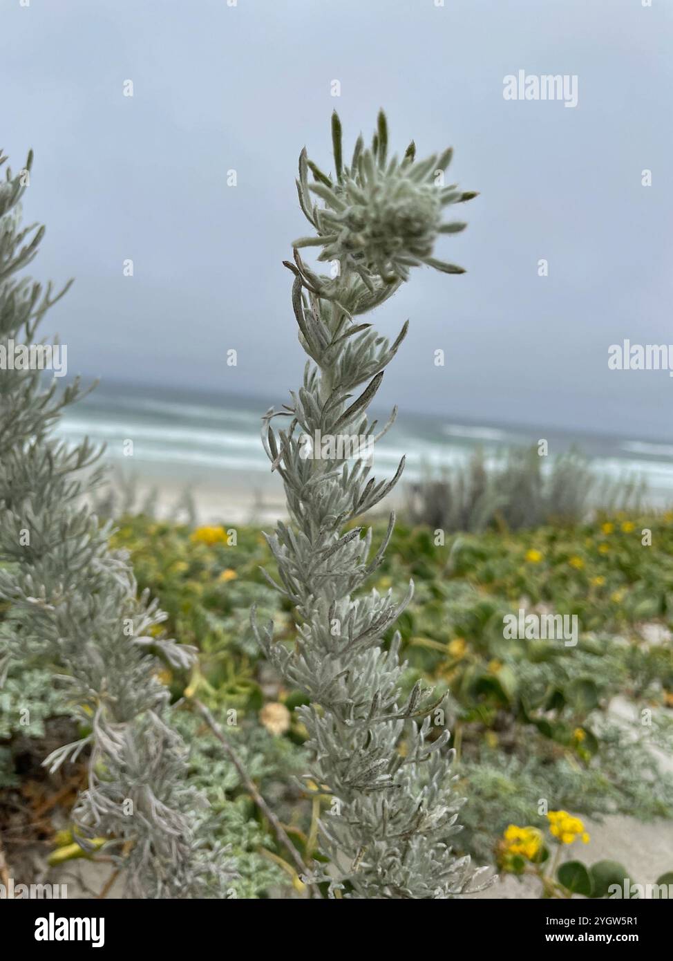 coastal sagewort (Artemisia pycnocephala Stock Photo - Alamy