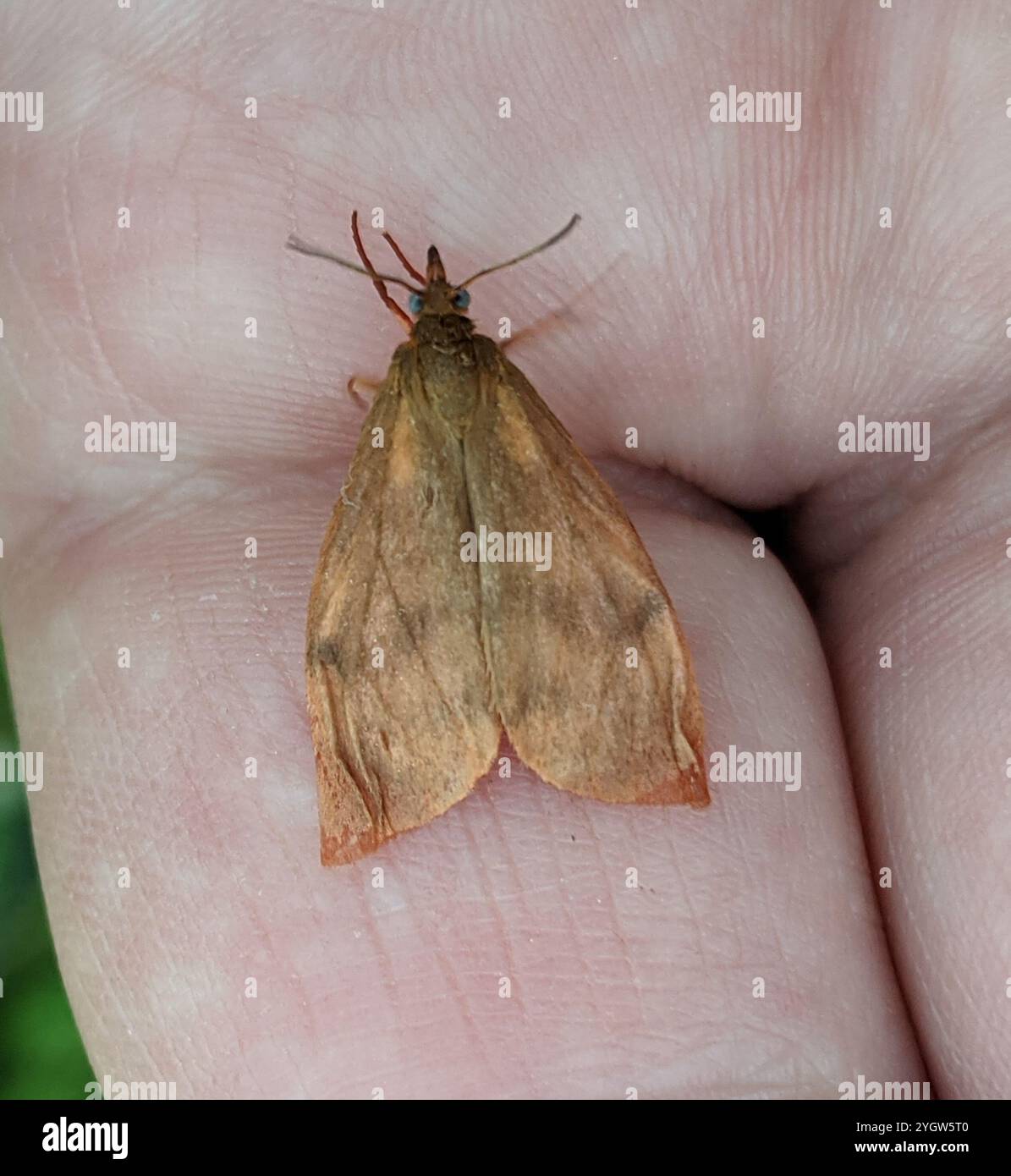 Rusty Virbia Moth (Virbia ferruginosa Stock Photo - Alamy