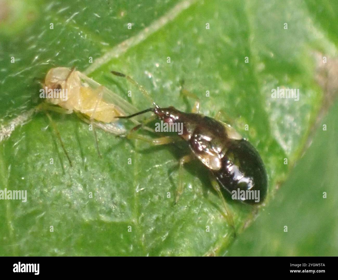 Common Flowerbug (Anthocoris nemorum Stock Photo - Alamy