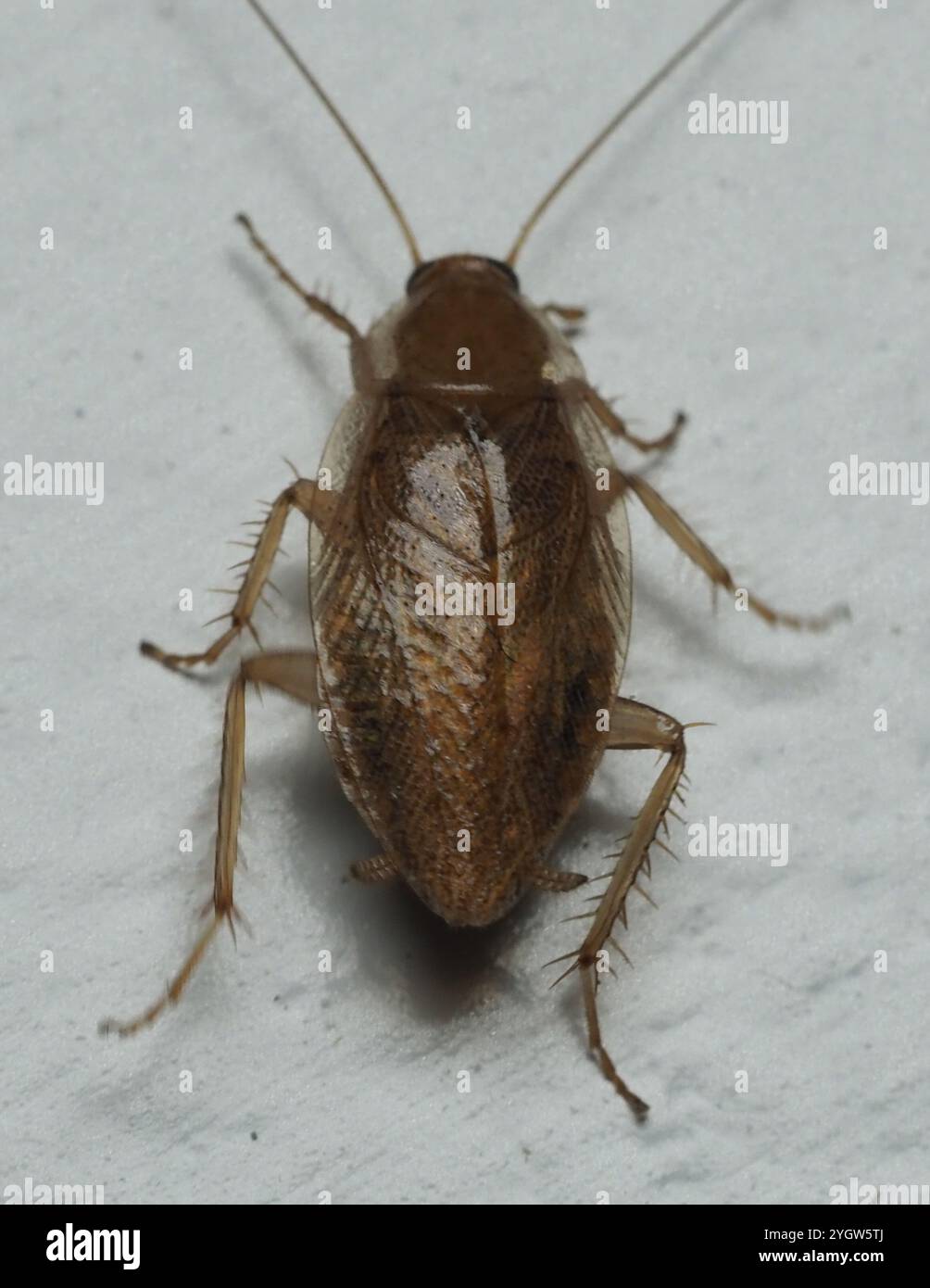 Ectobius pallidus hi-res stock photography and images - Alamy