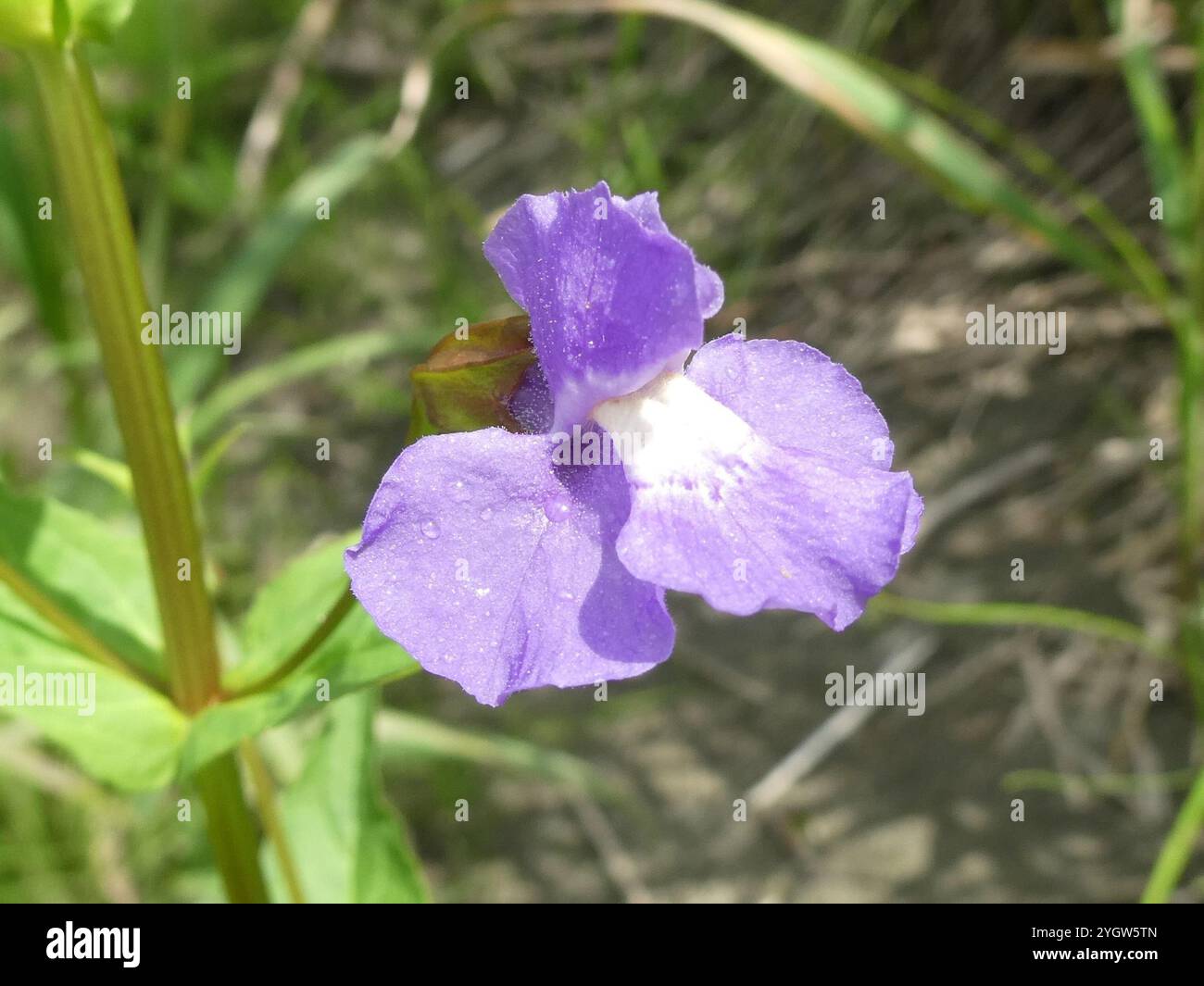 Allegheny monkeyflower (Mimulus ringens Stock Photo - Alamy