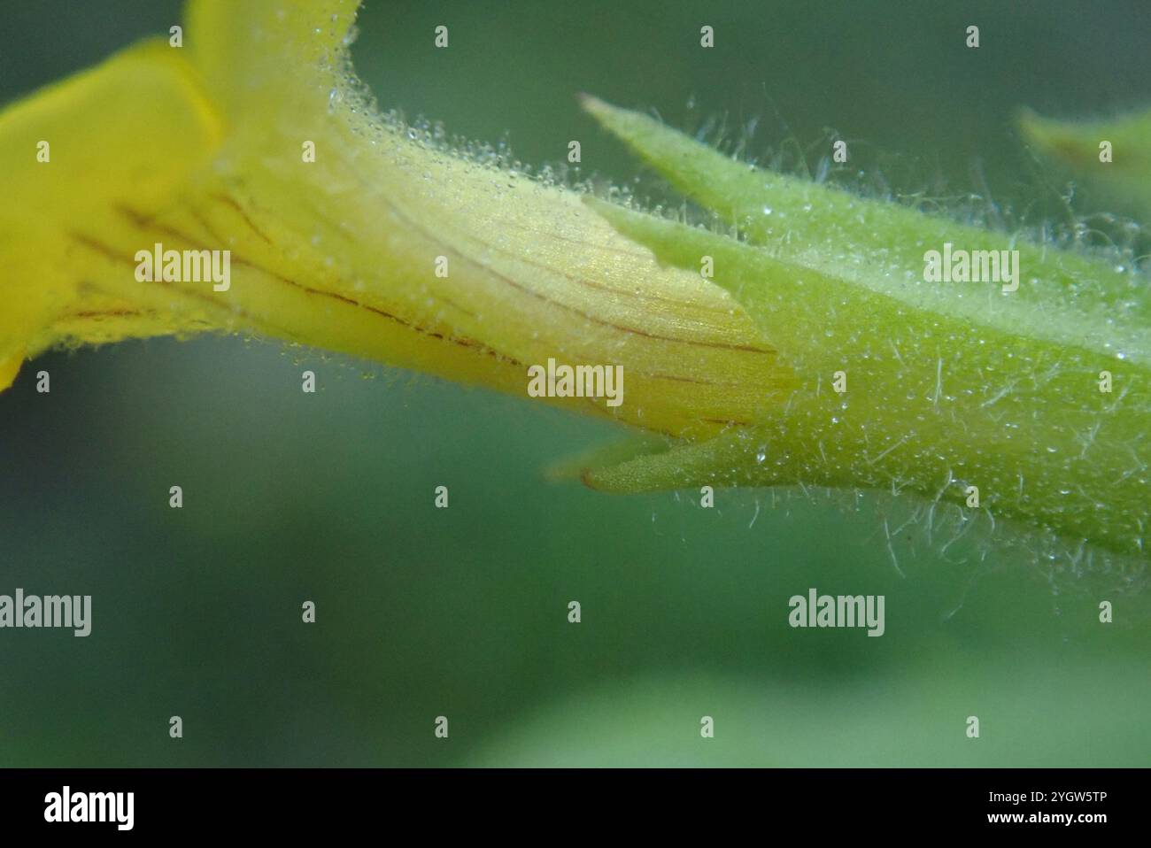 wing-leaf monkeyflower (Erythranthe ptilota Stock Photo - Alamy