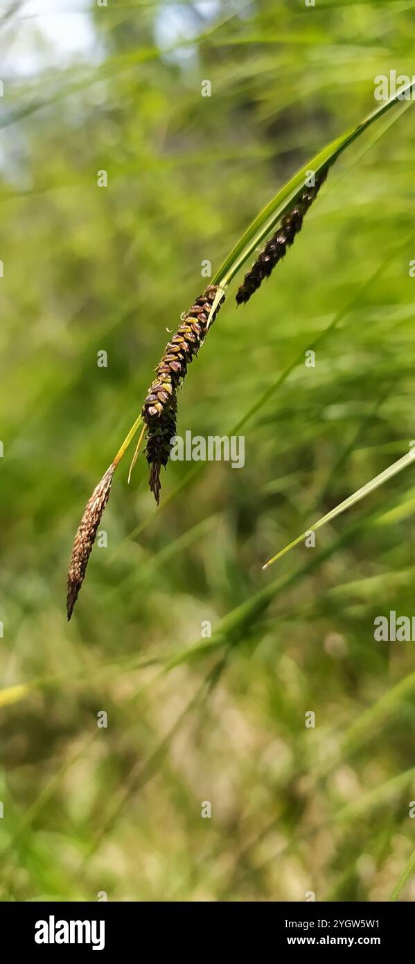 slender tufted-sedge (Carex acuta Stock Photo - Alamy