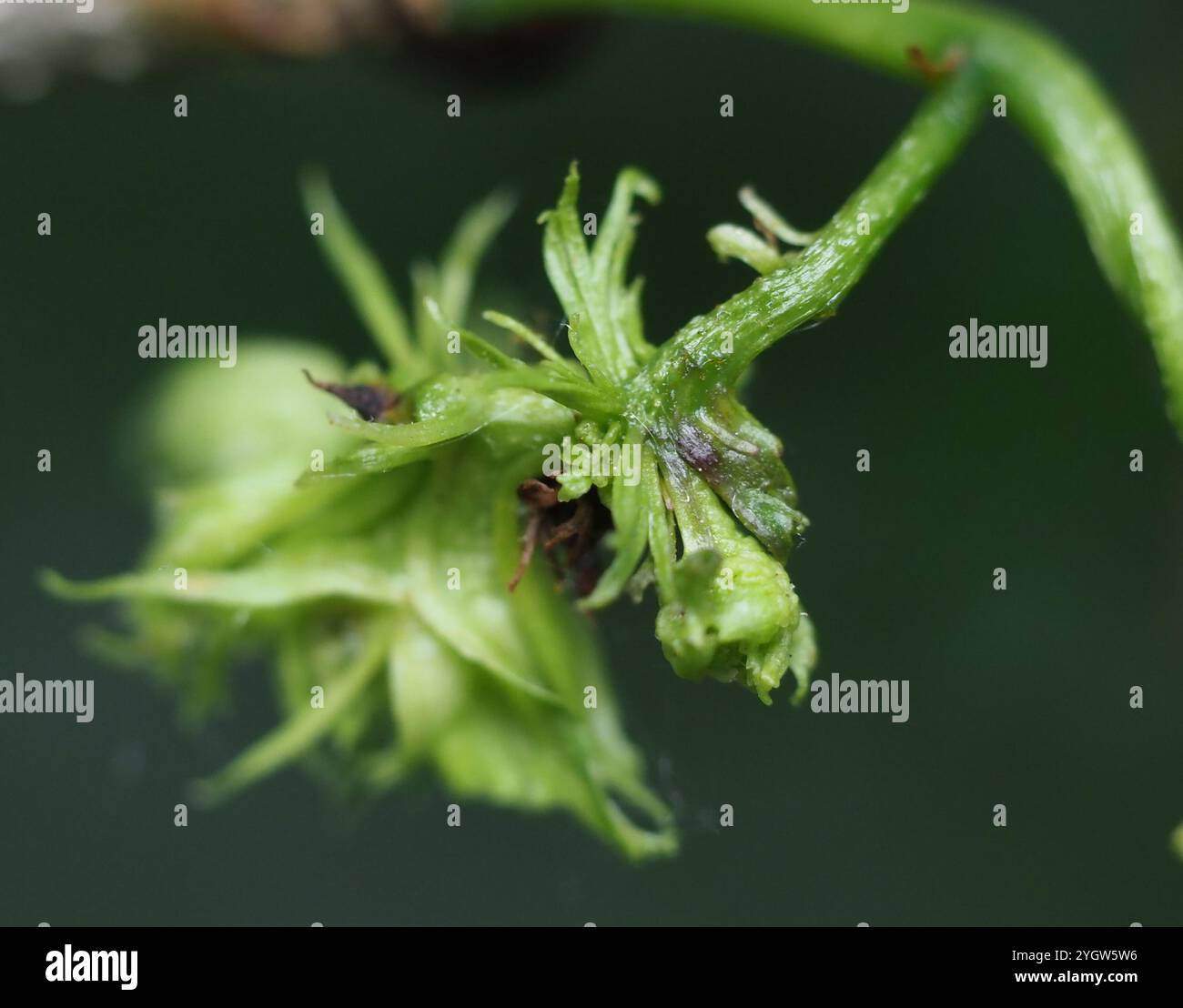 Ash Flower Gall Mite (Aceria fraxiniflora Stock Photo - Alamy